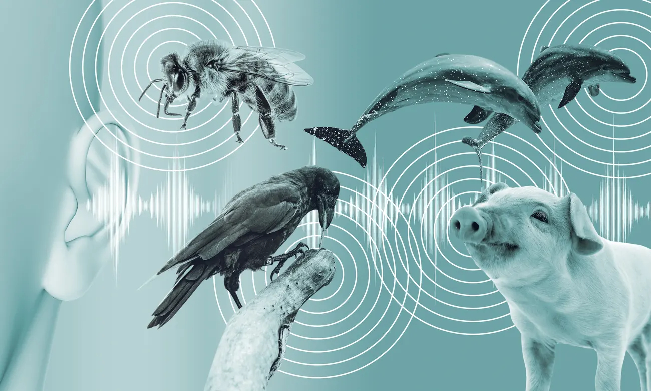 Decoding the Voices of Nature: Inside the Earth Species Project ...